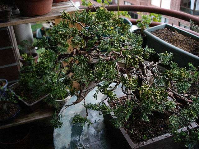 BONSAI DEL NORTE - Un dragón... - BONSAI BONSAI DEL NORTE - Un dragón... - BONSAI